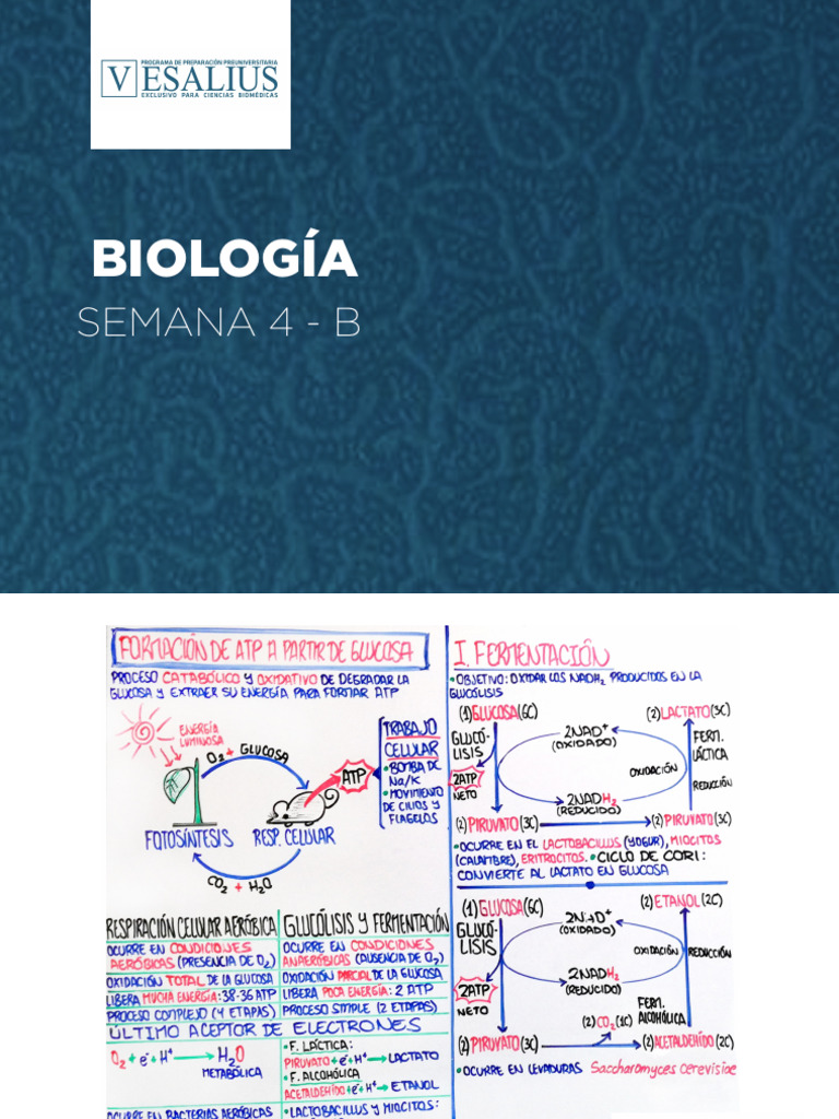 Biología - Tema 4 (B) - Pizarras | PDF