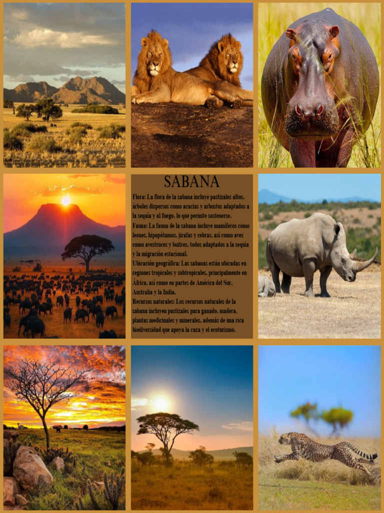 Geografía y biodiversidad de la sabana | PDF