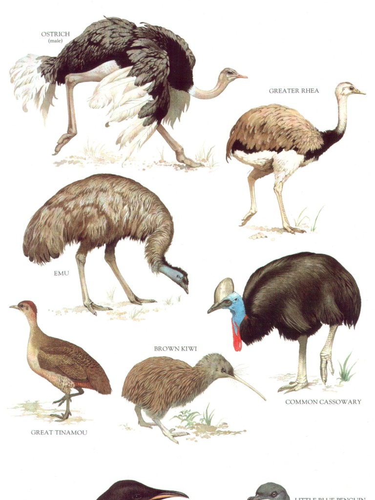 Longman's Illustrated Animal Encyclopedia | PDF