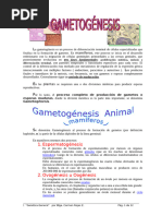 Esquema Proceso Gametogénesis Detallado | PDF | Mitosis | Sistema reproductivo
