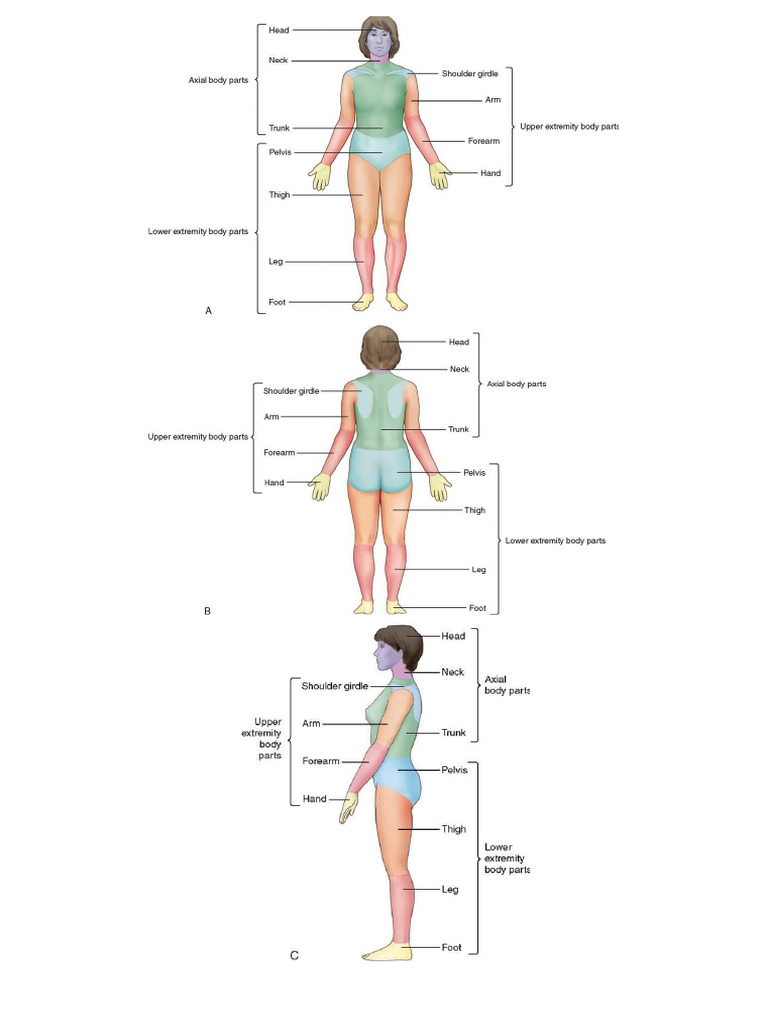 Pathfit A4 3majorparts | PDF