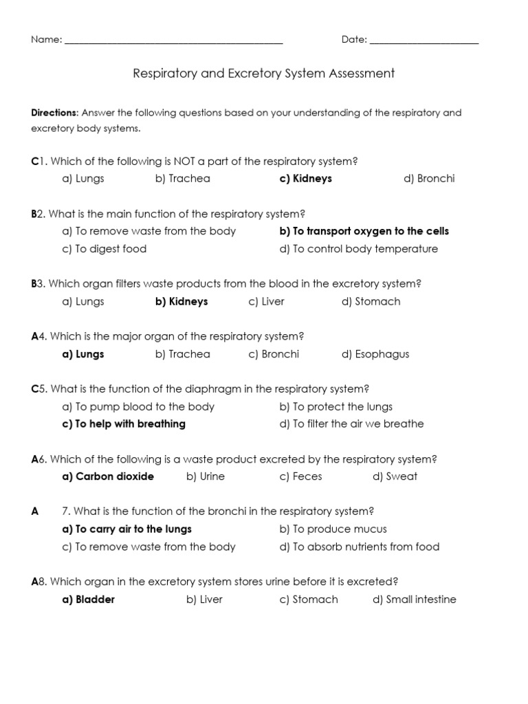 Respiratory and Excretory Systems Assessment KEY | PDF | Respiratory ...