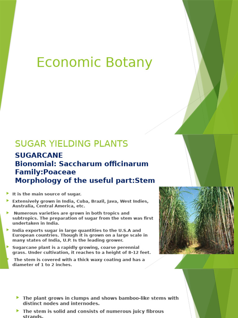 Economic Botany | PDF | Orange (Fruit) | Tea