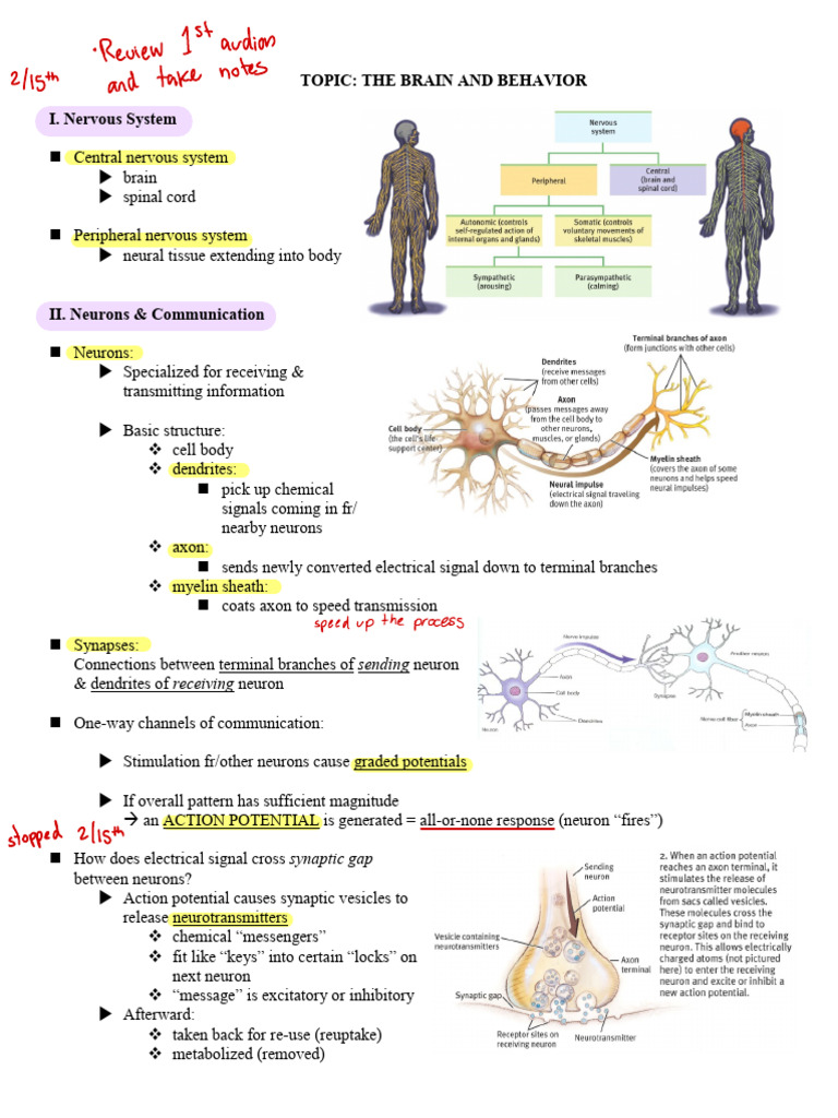 Ch.2 Lecture "The Brain and Behavior" | PDF | Neuron | Nervous System