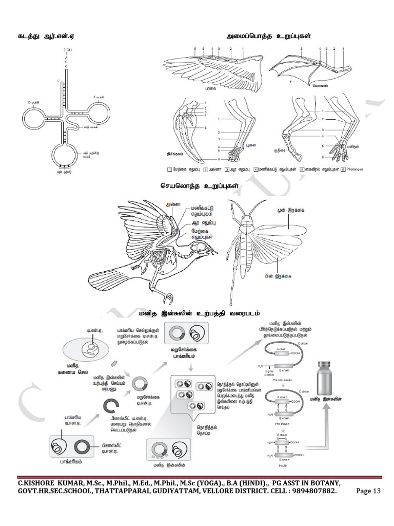 12th STD Zoology TM Practical Notes-13 | PDF