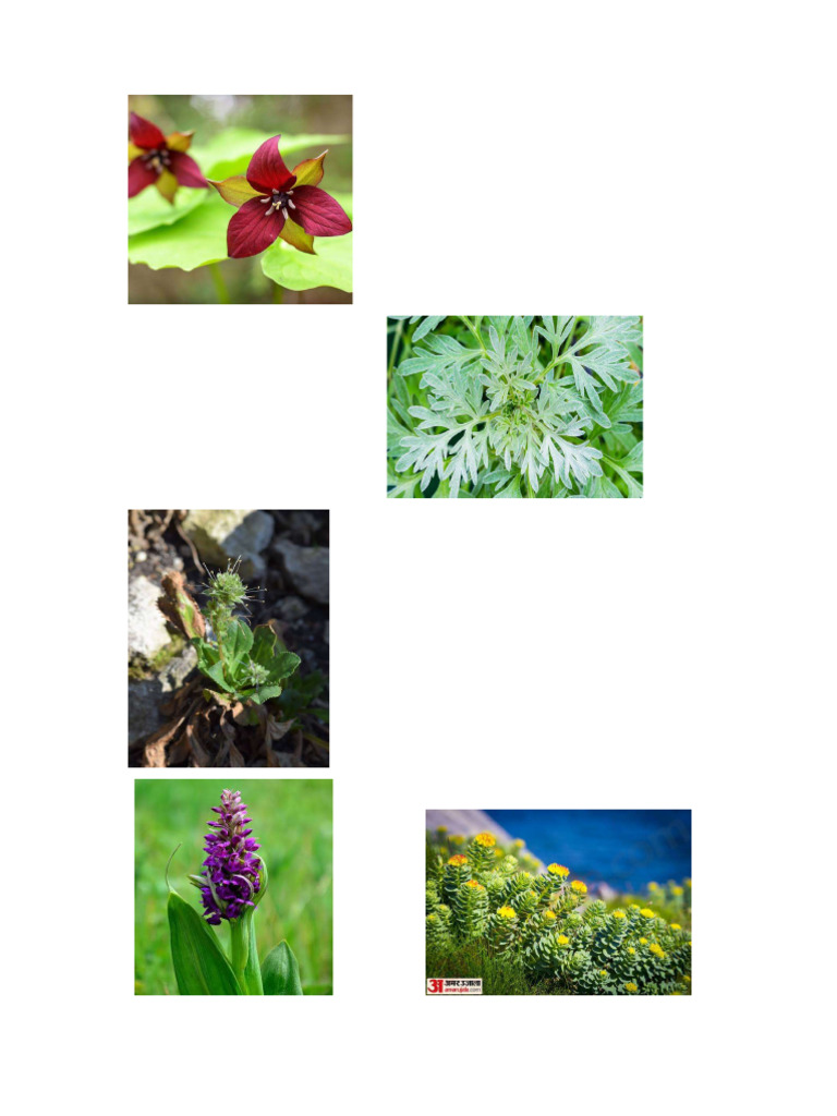 Jann | PDF
