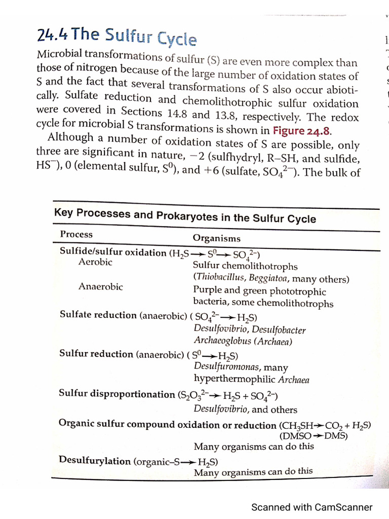 Sulfer Cycle | PDF