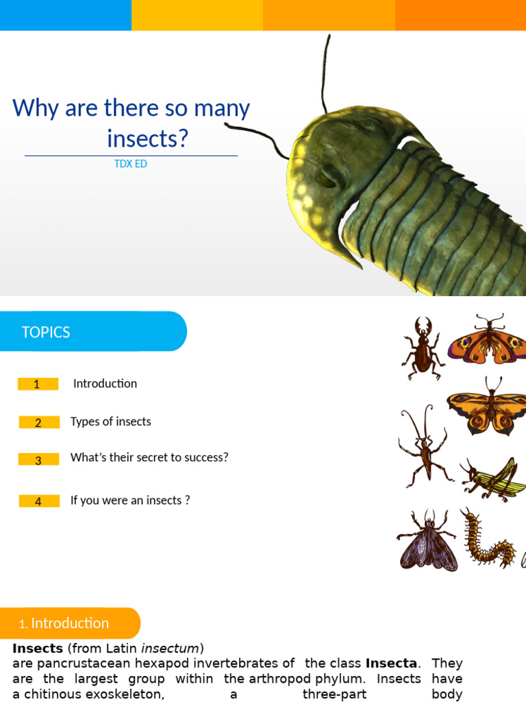 Insects | PDF