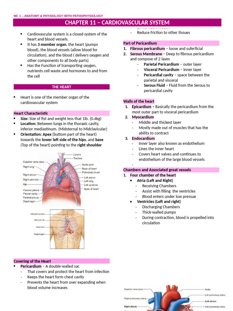MC 1 - Anaphy (Cardiovascular) | PDF | Heart | Ventricle (Heart)