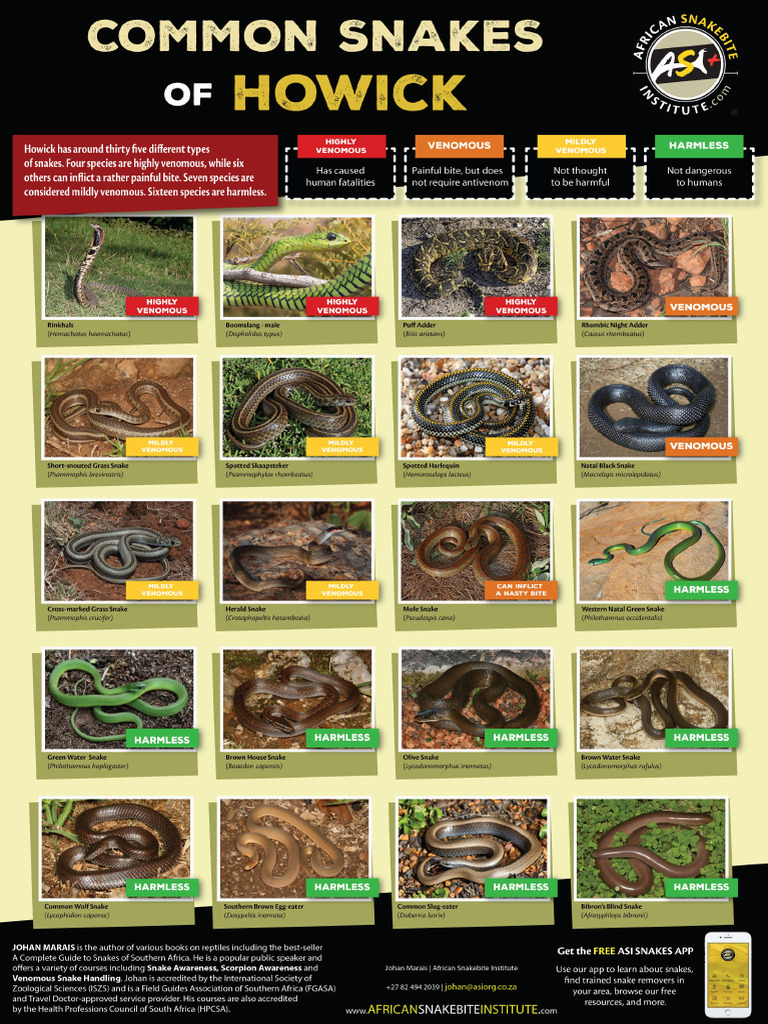 Common Snakes of Howick | PDF
