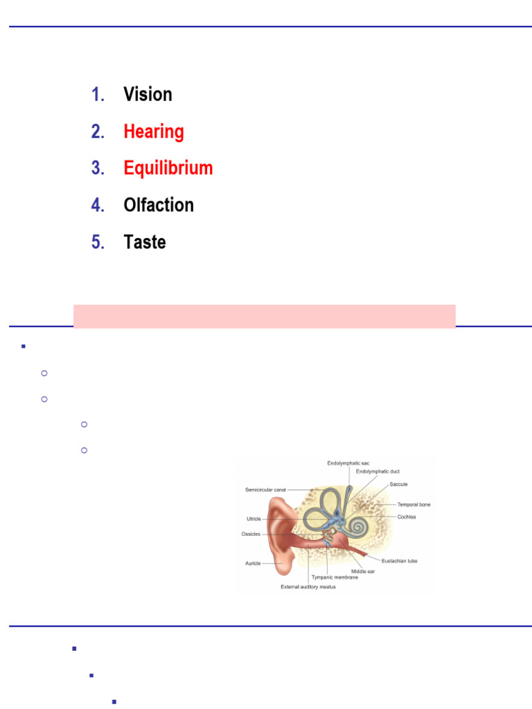 Lecture 13 - and (15,16 & 17) UR - Phy3 - Senses - Integ | PDF | Taste | Ear