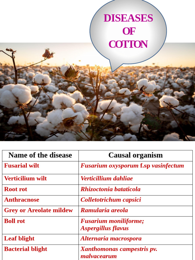 Cotton Disease Causal Organisms Overview | PDF | Plants | Botany