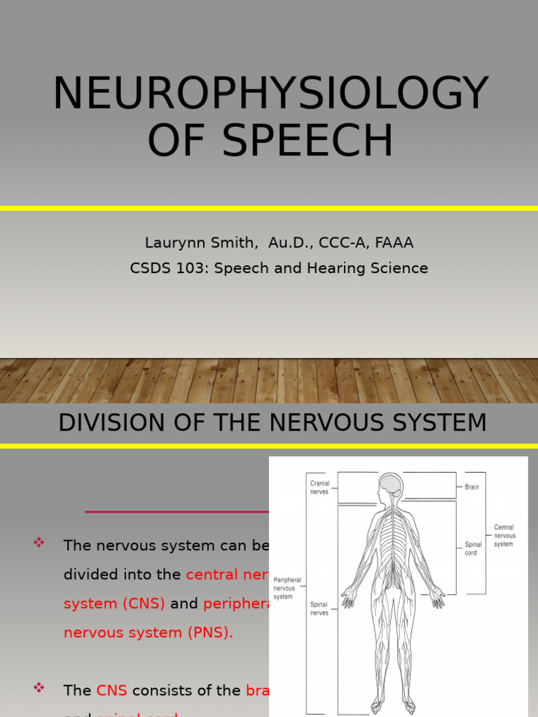 Fall 2021 4 Neurophysiology of Speech | PDF | Central Nervous System | Brainstem