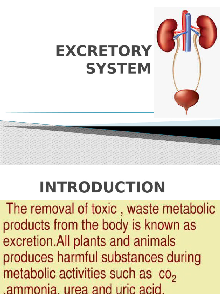 Excretory System Class 10 | PDF | Kidney | Organ (Anatomy)