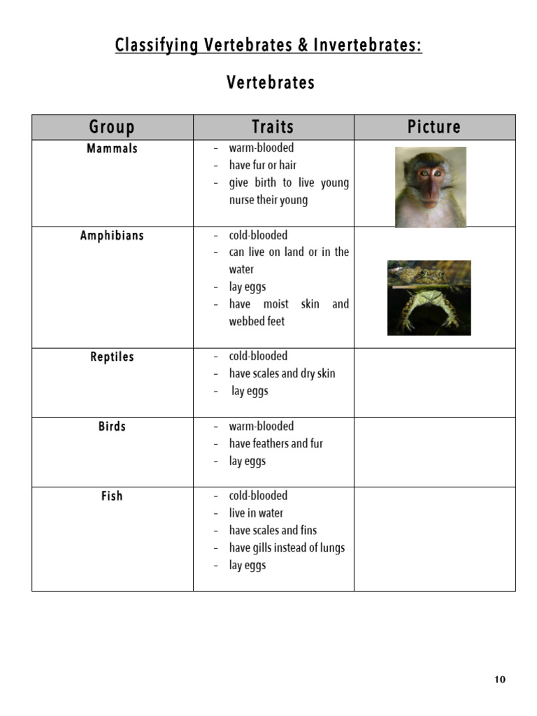 “Classifying_Vertebrates_and_Invertebrates”_worksheet | PDF ...