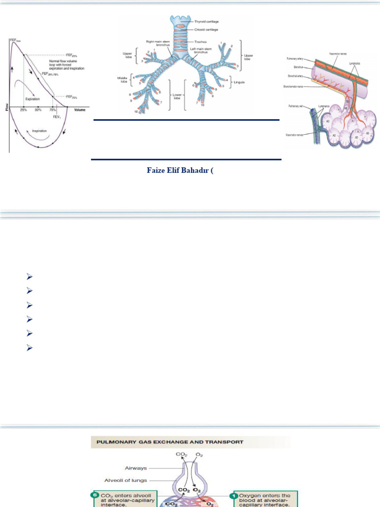 Respiratory System Overview-2024-2025 | PDF | Lung | Respiratory System