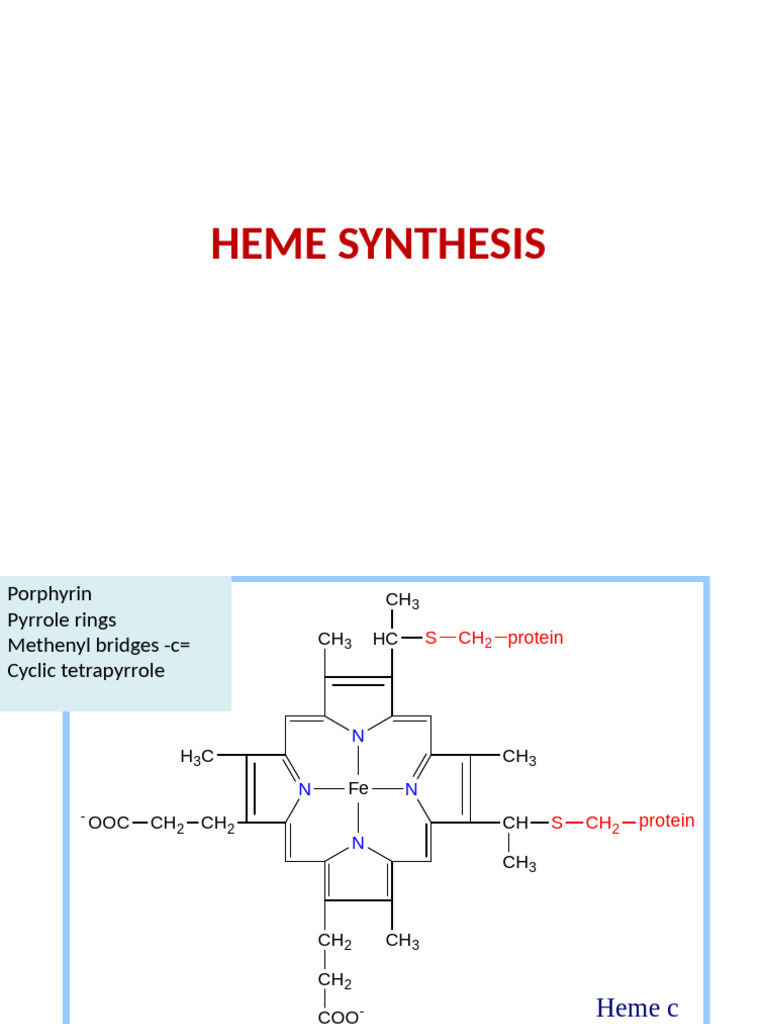heme synthesis (2) (1) | PDF | Porphyrin | Biosynthesis