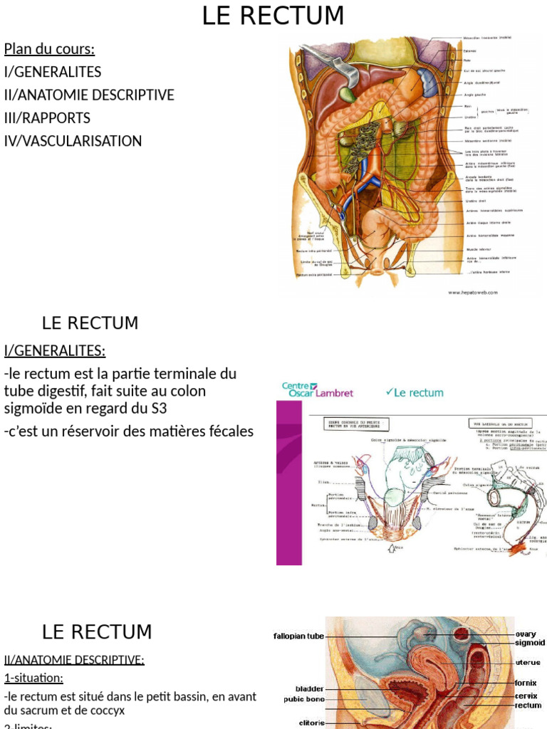Longueur et anatomie du rectum | PDF | Rectum | Péritoine