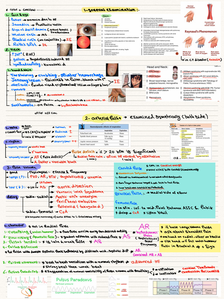 CVS Examination | PDF | Pulse | Cardiovascular System