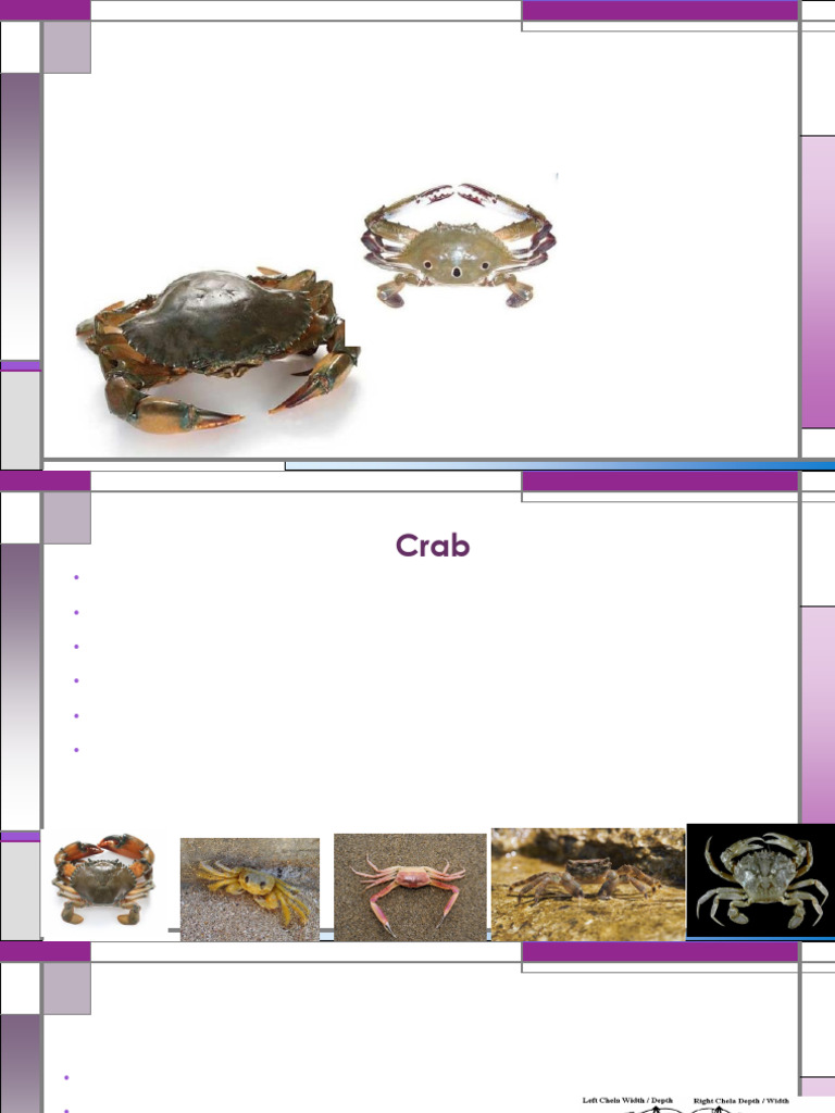 3 Morphology Crab Pdf Abdomen Crab