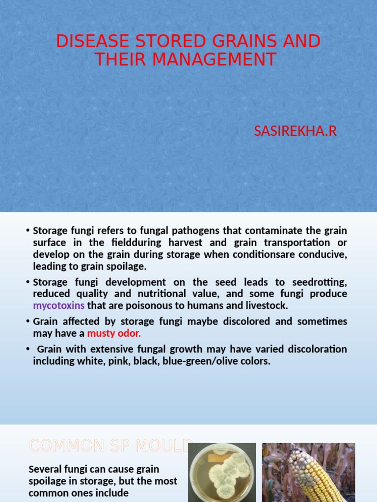 Management of Grain Storage Fungi | PDF | Mycotoxin | Mold