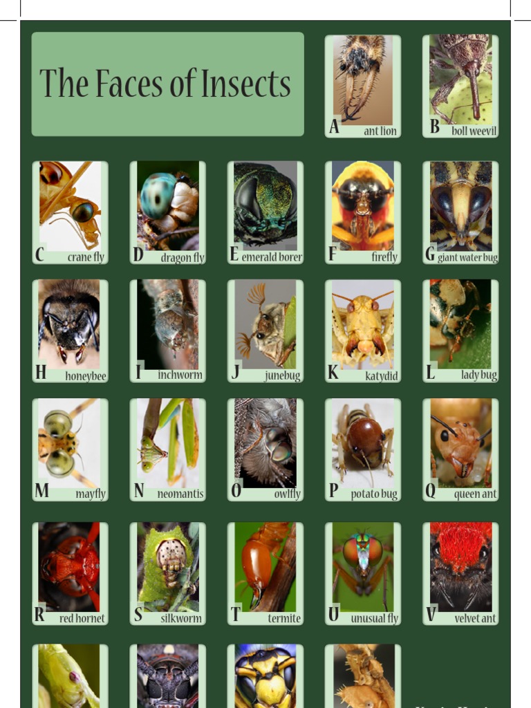 Insect Alphabet: A-Z Guide | PDF | Poetry | Classics