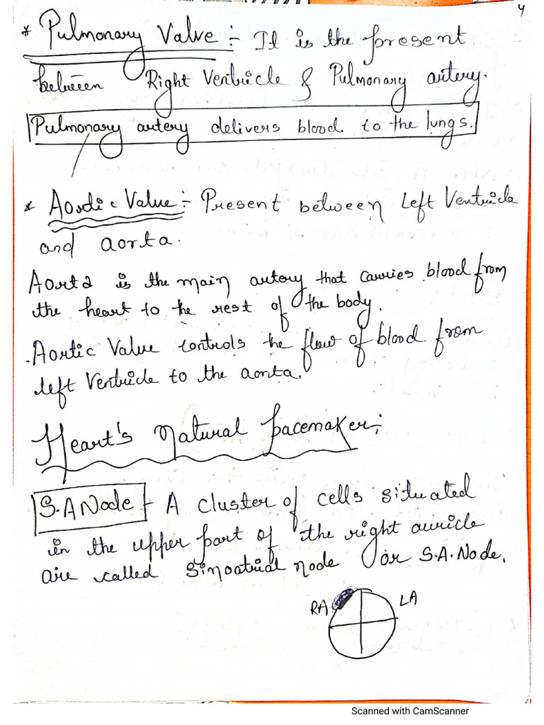 Circulatory System Icse Class 8 Biology Part 2 | PDF