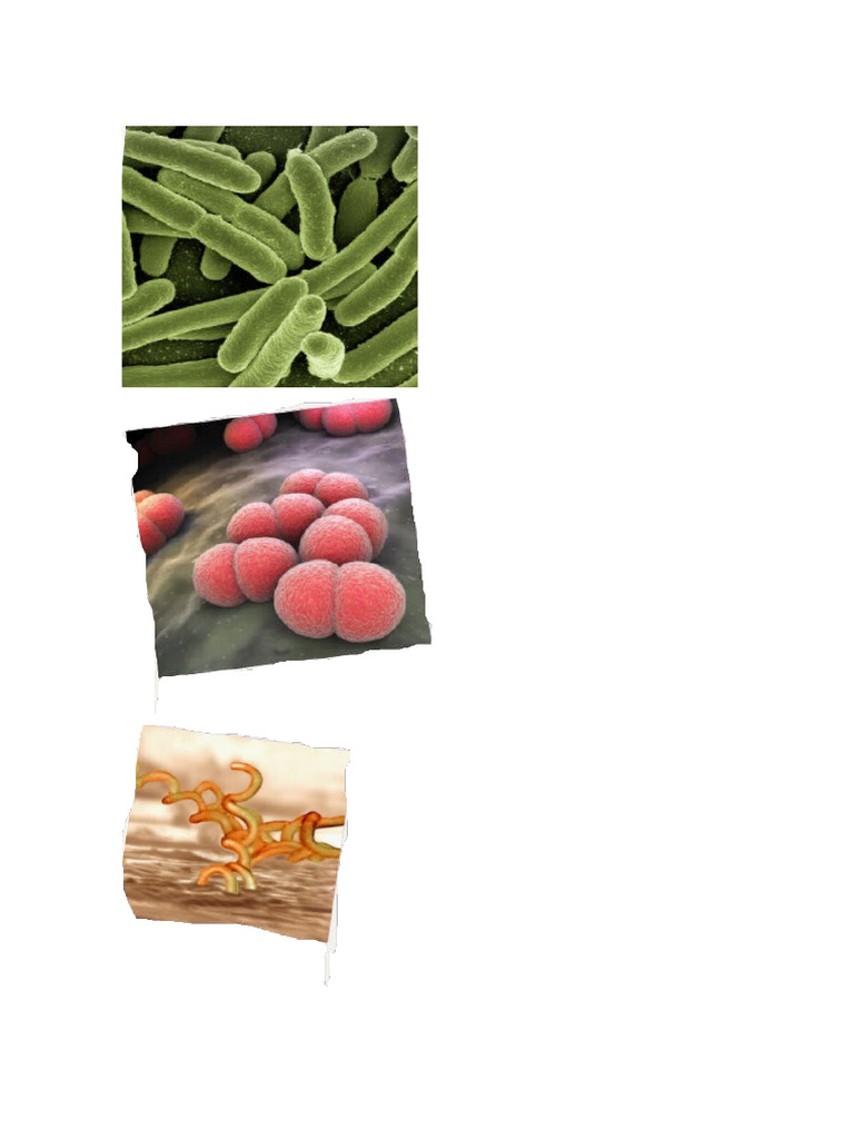 Fotrografia Biologia (Formas de Diferents Bacteris) | PDF