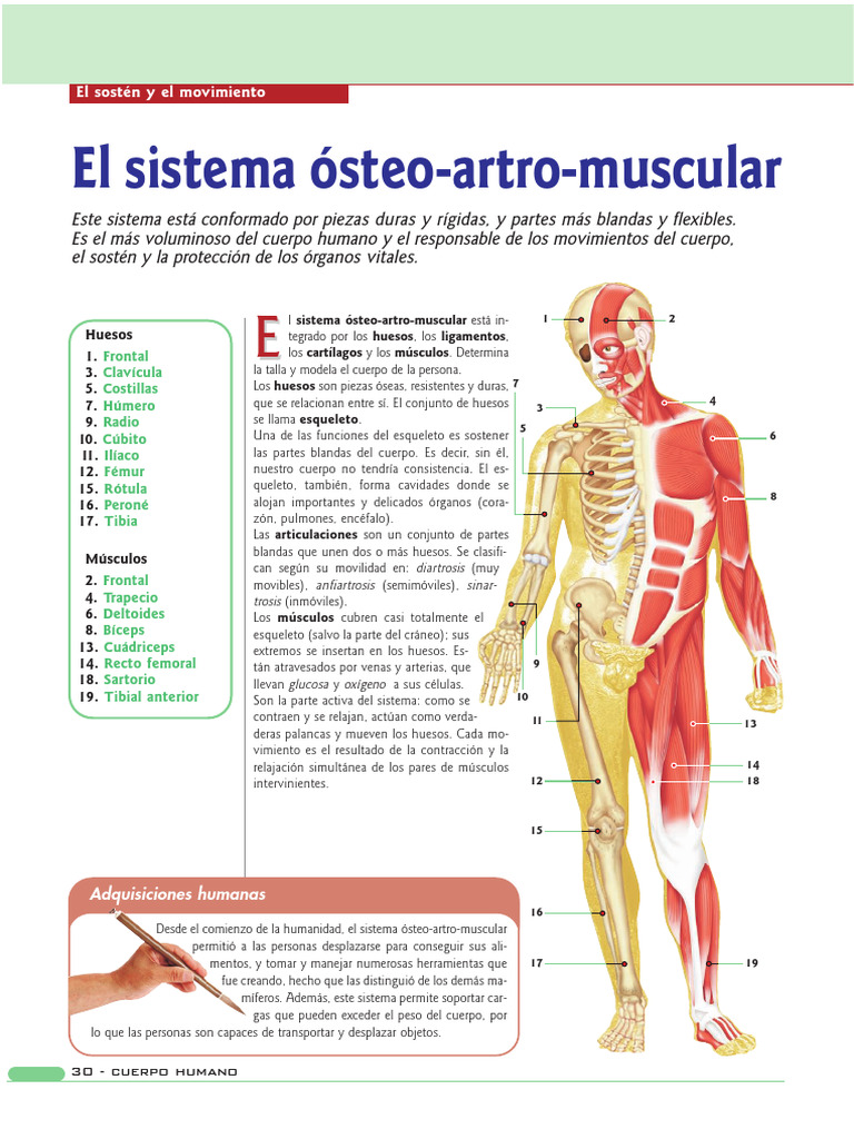 Anatomia y Fisiologia Del Cuerpo Humano 32 60 | PDF | Vértebra | Mano