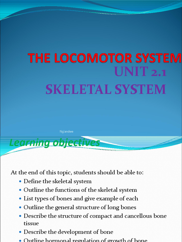 Unit 2.1 Skeletal System | PDF | Vertebra | Vertebral Column