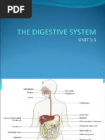 Digestive System Anatomy | PDF | Human Digestive System | Stomach