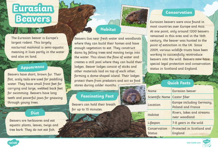 T TP 1700647032 ks2 Eurasian Beavers Fact File - Ver - 2 | PDF | Beaver ...