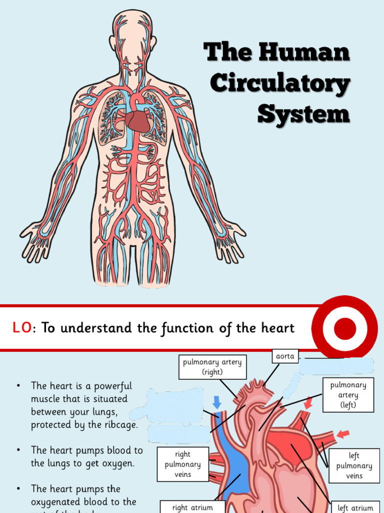Heart Anatomy and Blood Flow | PDF