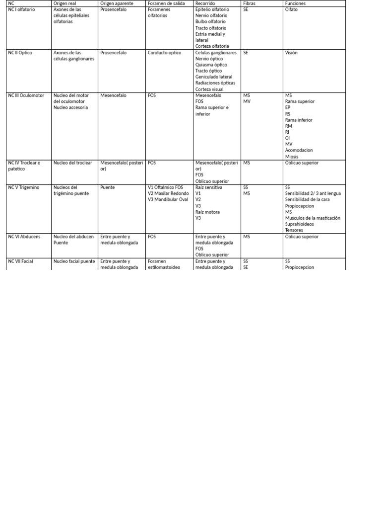 NC1 | PDF | Neurociencia | Anatomía