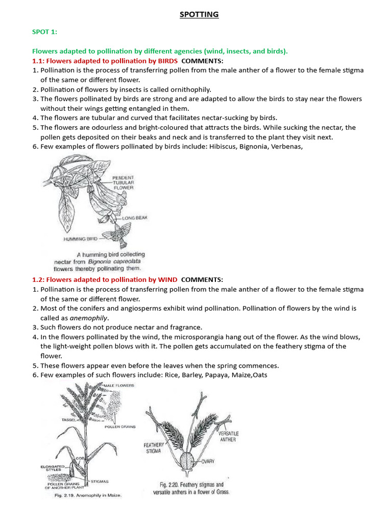 SPOTTING | PDF | Meiosis | Zygosity