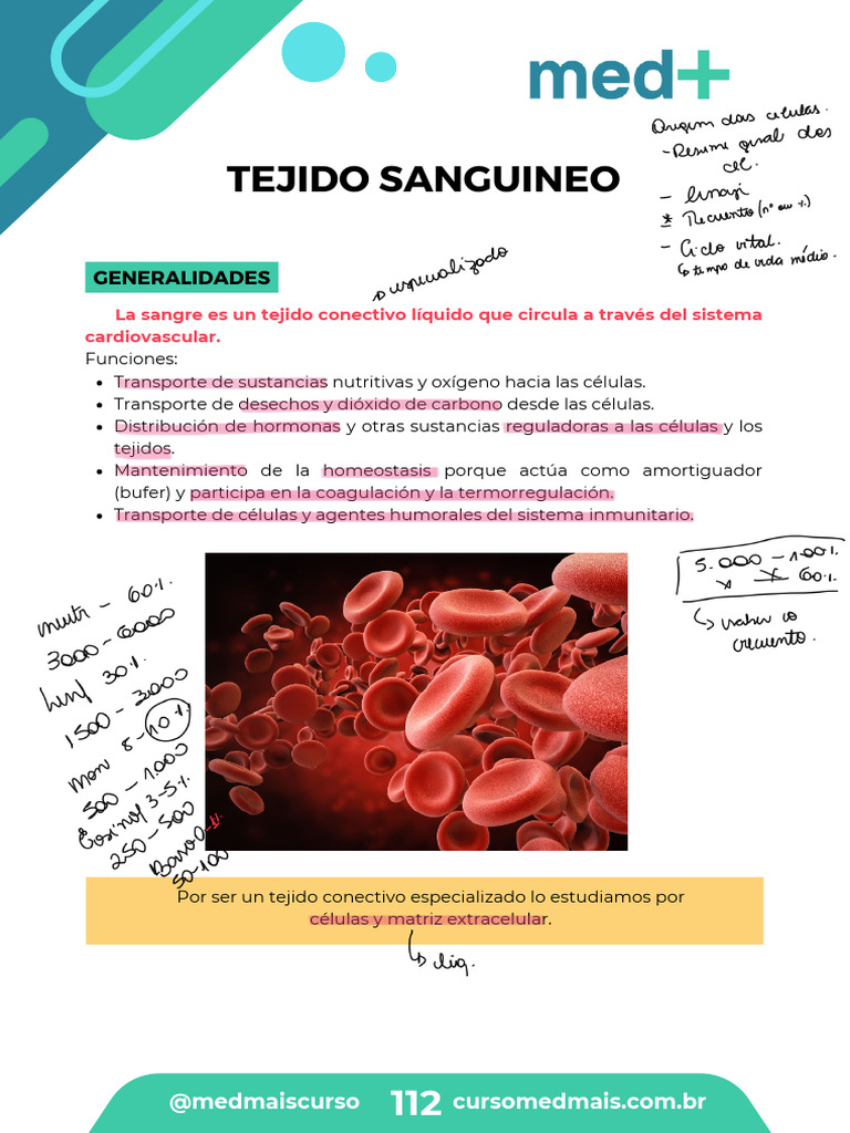 Tejido Sanguineo | PDF | Sangre | Linfocitos