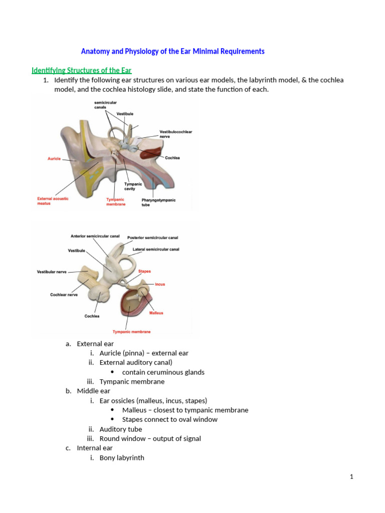 Ear Anatomy and Physiology Guide | PDF