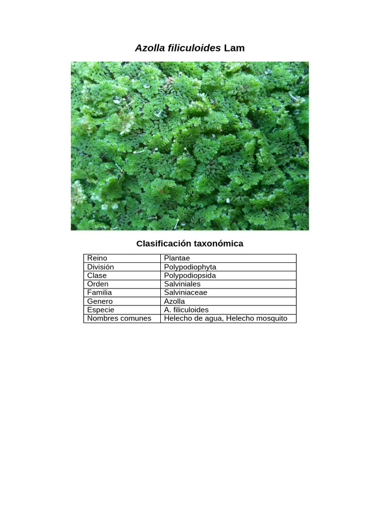 Azolla Filiculoides Lam | PDF | Helecho