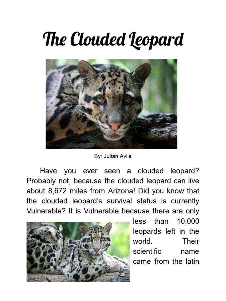 Animal Profile: Clouded Leopard | PDF | Leopard