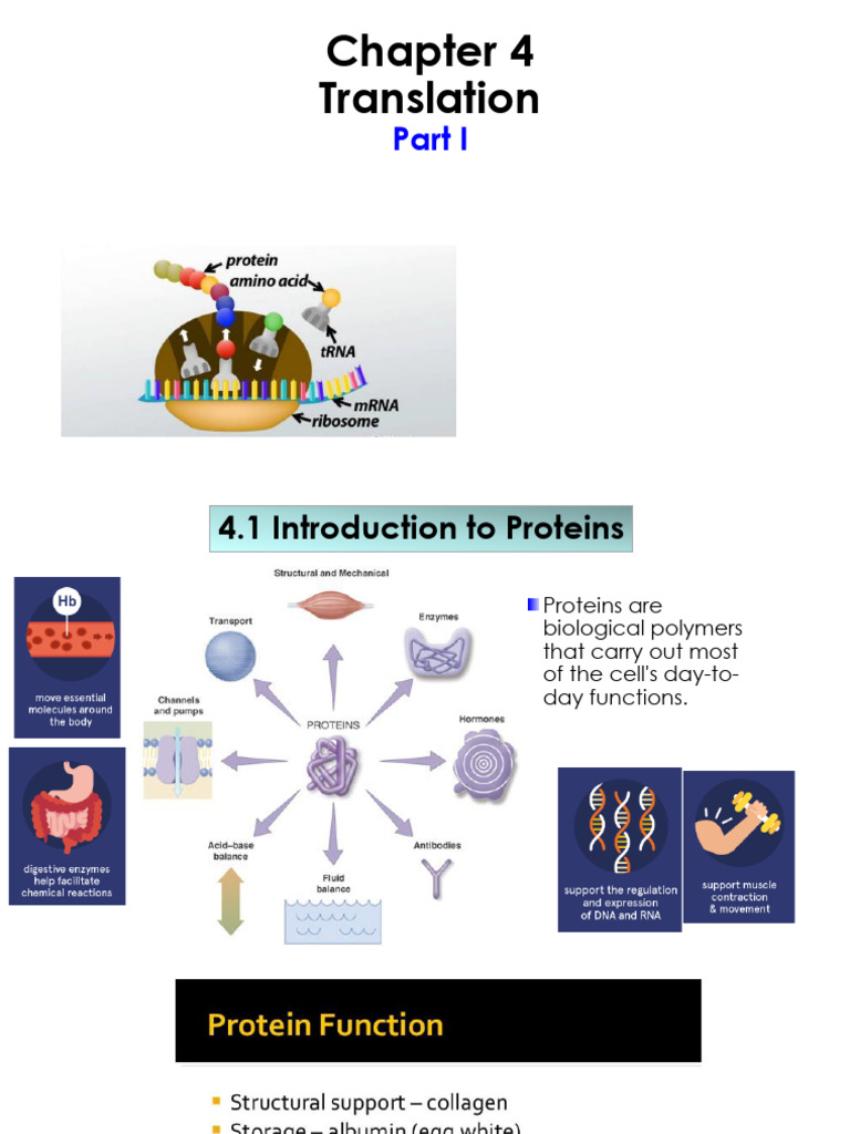 Chapter 4 Translation ZARITA 20242025 | PDF | Translation (Biology ...