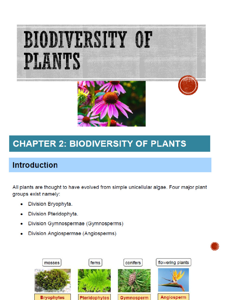 Biodiversity of Plants National Textbook Updated 2024 | PDF
