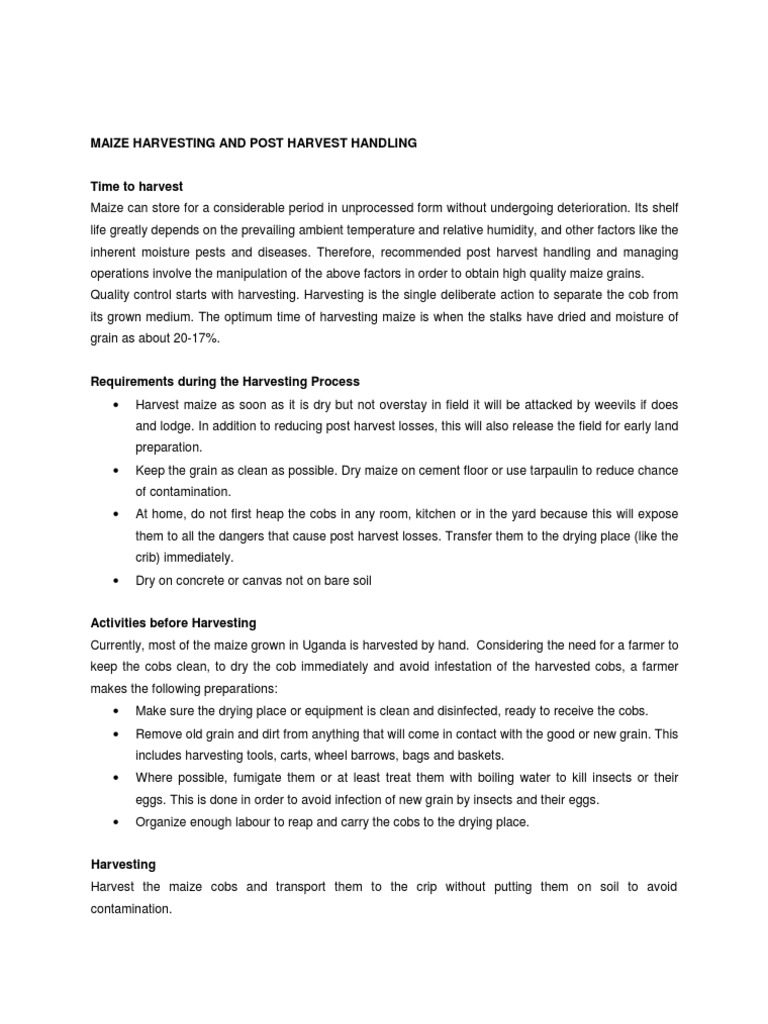 Maize Harvesting and Post Harvest Handling | PDF | Maize | Harvest