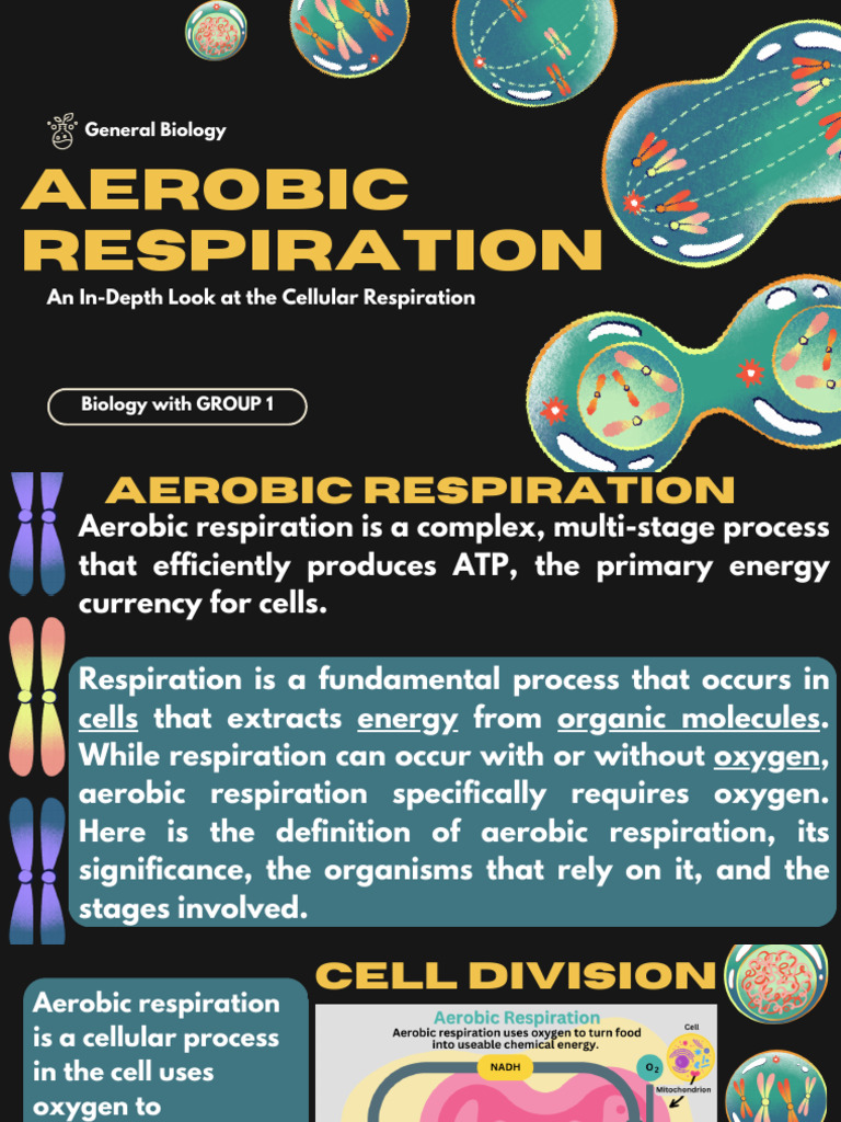 Genbio Aerobic Respiration | PDF | Cellular Respiration | Diet & Nutrition