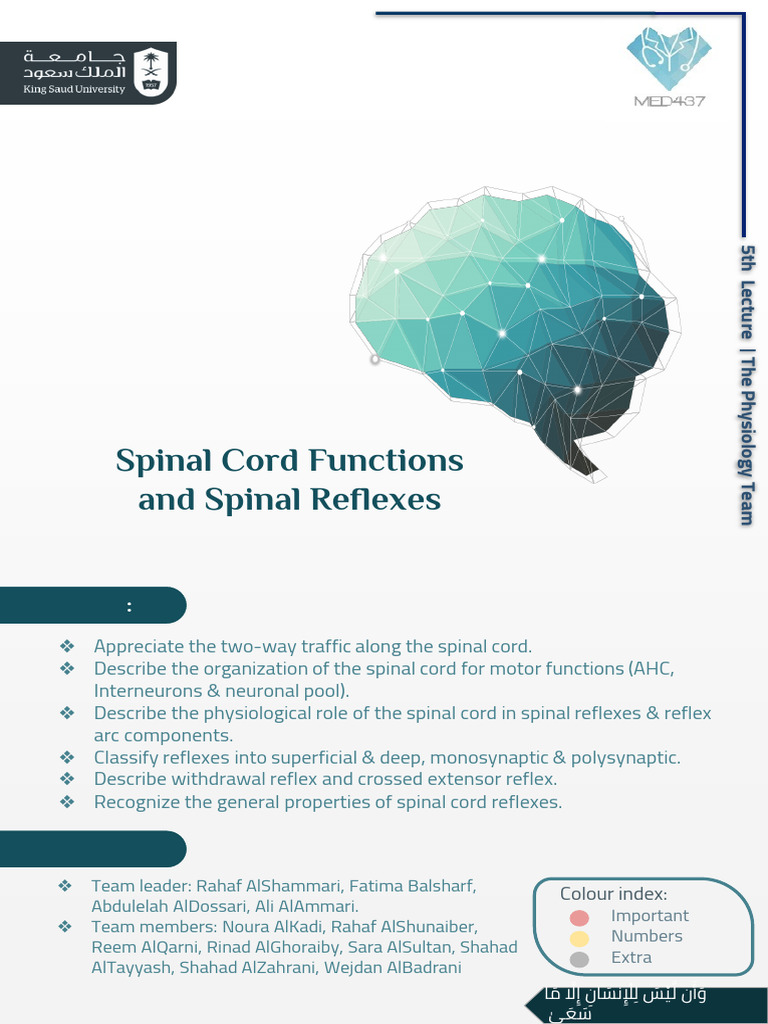 Spinal Cord Reflexes and Functions | PDF | Motor Neuron | Neuron
