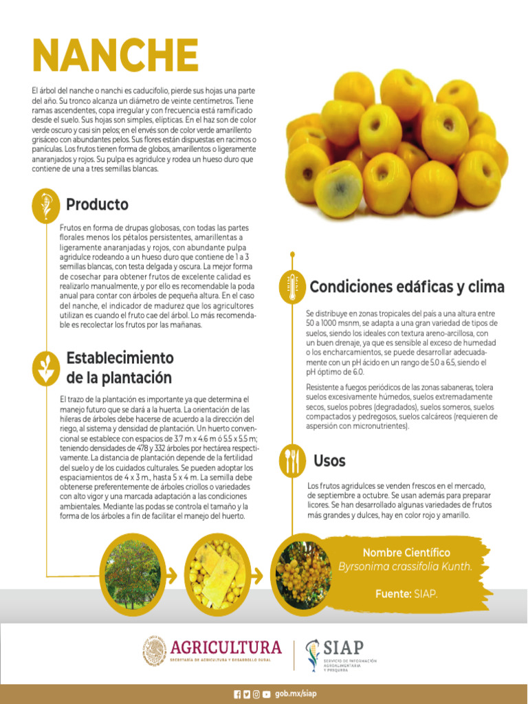 Nanche | PDF | Agricultura | Plantas