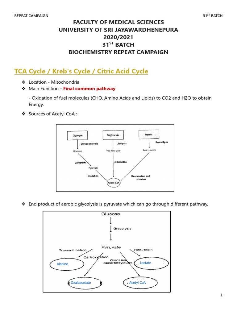 TCA Cycle and PDH Complex Overview | PDF | Citric Acid Cycle | Chemistry