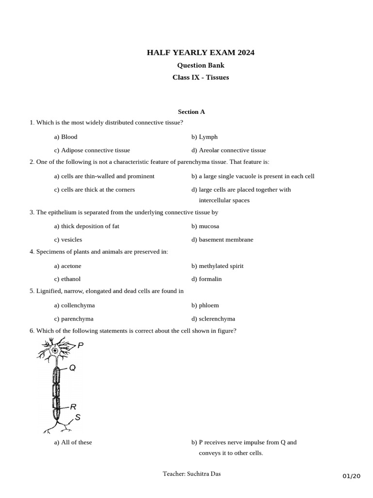 Class IX Tissue Exam Prep | PDF