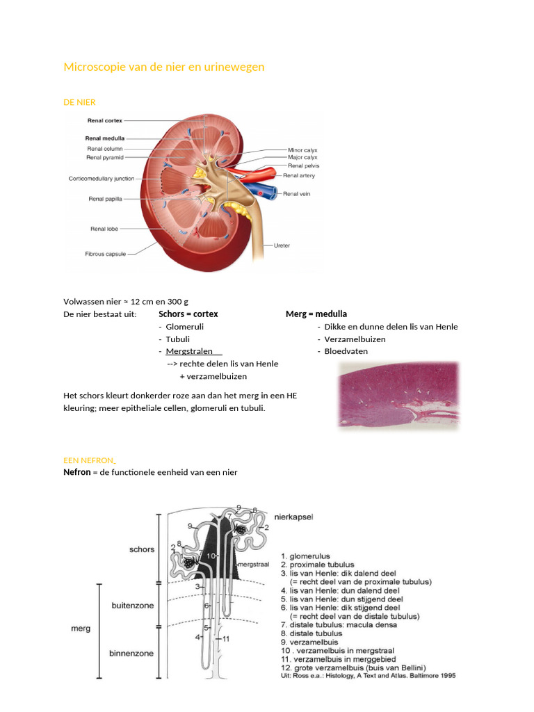 Microscopie Van de Nier en Urinewegen | PDF