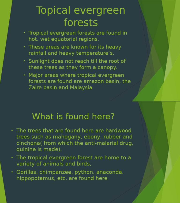 Tropical Evergreen Forests | PDF