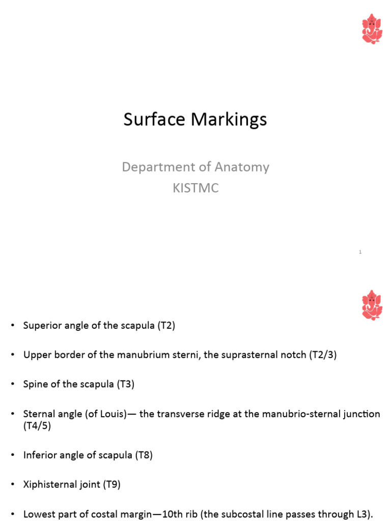 SURFACE MARKING II.ppt | PDF | Vertebral Column | Vertebra